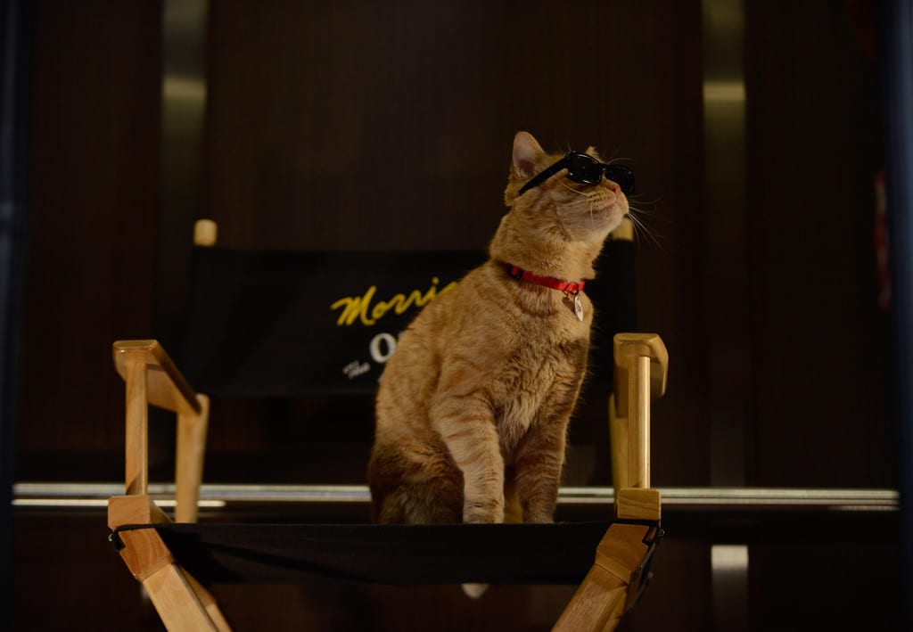 Morris The Cat Gets Rebooted At SXSW - Event Marketer