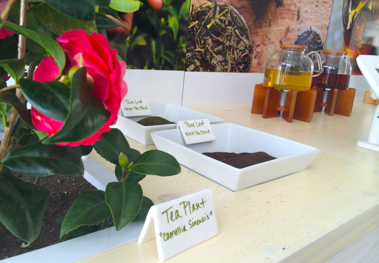 Influencer Event Brews Content For Pure Leaf - Event Marketer