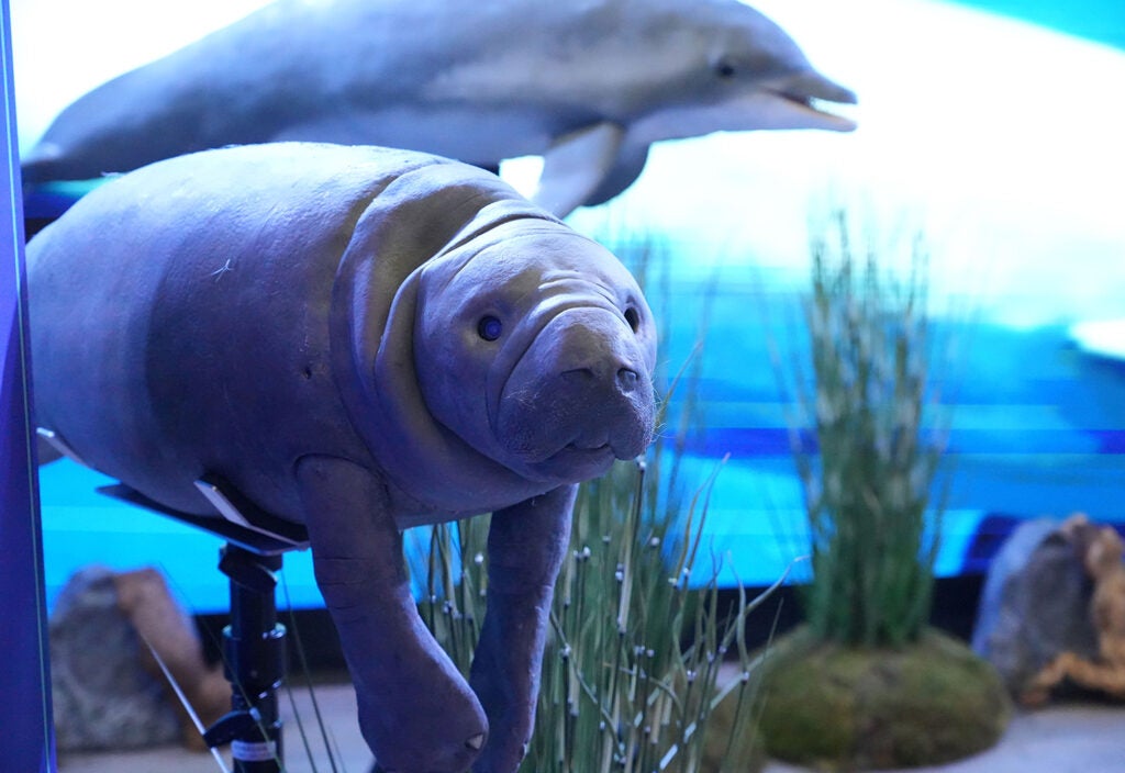PBS’s Ocean-themed booth at VidCon Baltimore Engages Teens