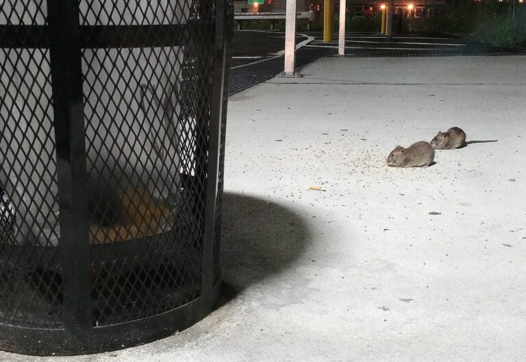 The Brief: The National Urban Rat Summit & Fresca's Country Club